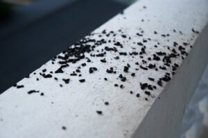 Do Bat Droppings Look Like Mouse Droppings | Bat Control